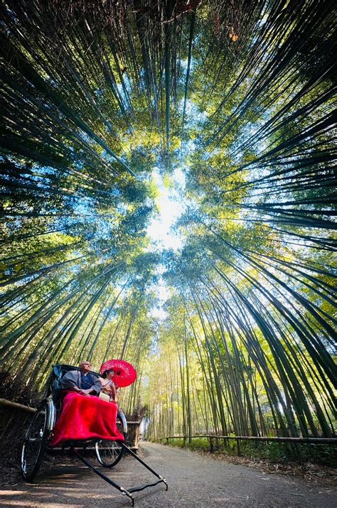 Khám Phá Rừng Trúc Kyoto Huyền Bí Không Nên Bỏ Qua