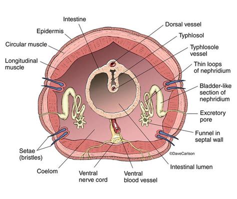 Earthworm Cross Section Under Microscope