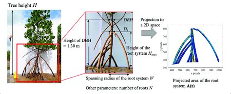 Characteristic Mangrove Root Morphology And The Measured Parameters