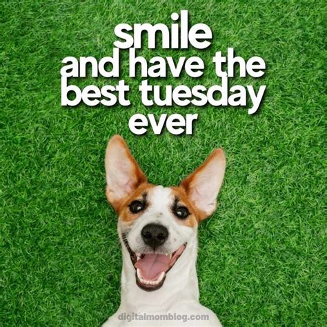 Best Tuesdays Memes Cheer Up Your Day With Some Funny Cute Good