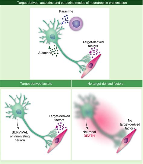 Nerve Growth Factor Receptor