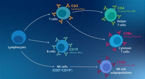 Flow Cytometry Gating For Beginners Proteintech Group