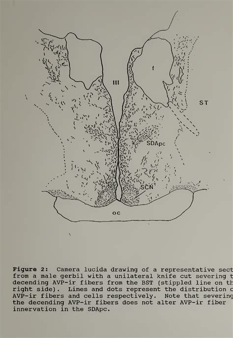 Figure 2 From The Sexually Dimorphic Output Of The Suprachiasmatic