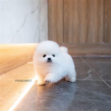 대전강아지분양 화이트 포메라니안 동동이 파라다이스펫 대전강아지분양 천안강아지분양
