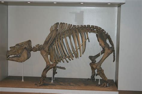 Toxodon Junglekeyfr Image 250 Toxodon Junglekeyfr Image 250