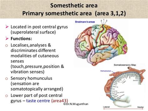 Sulci Gyri And Functional Areas Of Cerebrum Dr N Mugunthan M S