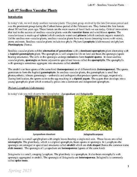 Phylum Lycophyta Club Mosses