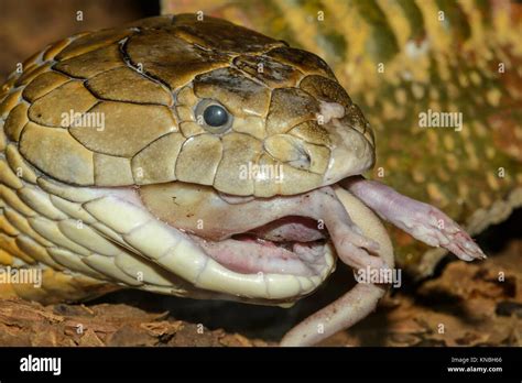 King Cobra Eating A Python