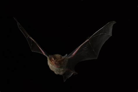 Lesser Long Eared Bat The Australian Museum