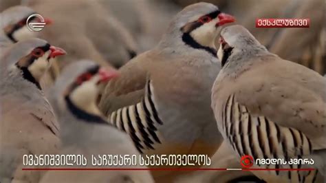 ჭორვილაში გამრავლებული ხოხობი და კაკაბი ველურ ბუნებაში გაუშვეს ივანიშვილის საჩუქარი