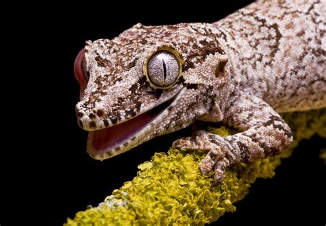 Gargoyle Gecko Learn About Nature