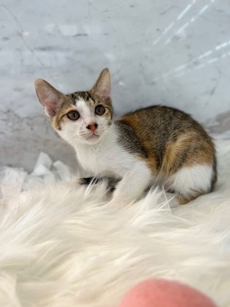 대구고양이무료분양 달성군고양이무료분양 대구코리안숏헤어무료분양 달성군코리안숏헤어무료분양 대구 2022 0228 코리안숏헤어 가은 책임분양 강아지무료분양 고양이무료분양