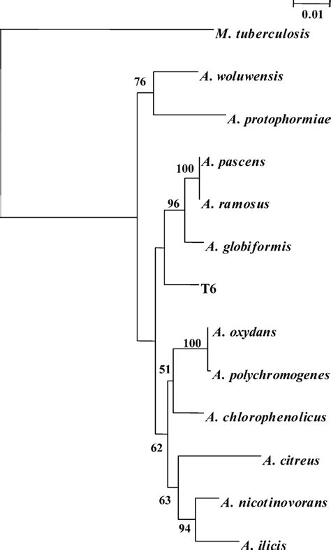 Phylogenetic Tree Based On 16s Rdna Sequence Analysis Showing The Download Scientific Diagram
