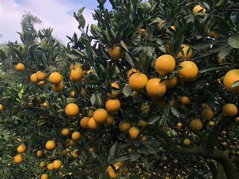 Liu Cheng Orange 柳丁 柳橙 印子柑 Exotic Tree Seller