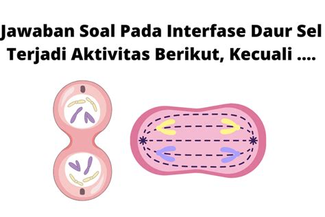 Foto Jawaban Soal Pada Interfase Daur Sel Terjadi Aktivitas Berikut Kecuali