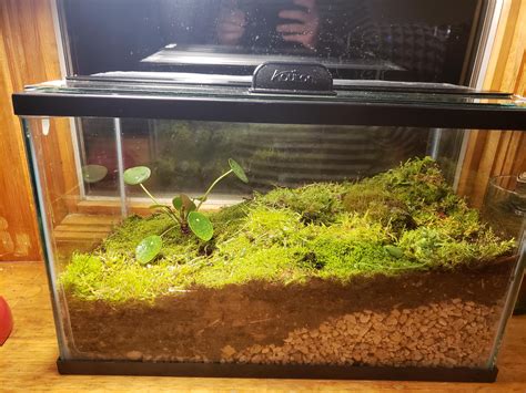 What Can I Keep In A 5 Gallon Terrarium At Chris Austin Blog