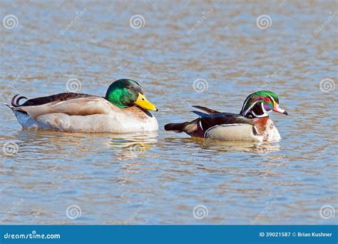 Mallard And Wood Duck Stock Image Image Of Exotic Marsh 39021587