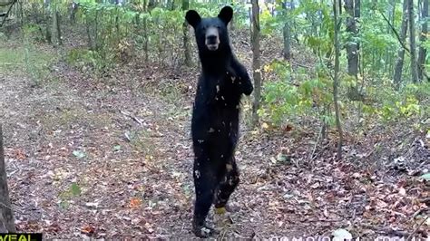 Two Legged Bear Seen In West Virginias Appalachian Mountains Video