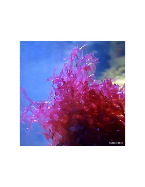 Clean Red Turf Marine Algae From The Macroalgae Experts