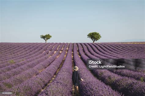 프로방스 프랑스에 있는 아름 다운 라벤더 밭에서 보는 젊은 여자의 뒷면 경관에 대한 스톡 사진 및 기타 이미지 경관 꽃 식물 농업 Istock