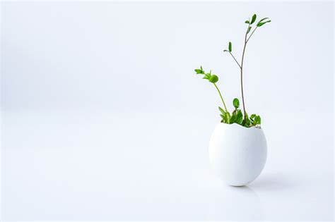 신선한 마이크로 그린 아루굴라와 크레스의 마이크로그린은 흰 달걀 껍질에서 자랍니다 콩나물 플라스틱이없는 묘목 가정에서 성장하는 마이크로그린 개념에 대한 스톡 사진 및 기타