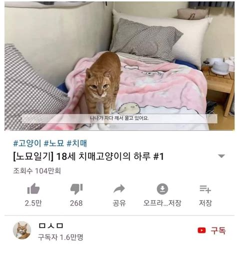 치매 고양이 키우는 집사 영상에 달린 댓글 인스티즈 Instiz 이슈 카테고리