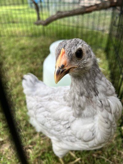 Olive Egger Pullet Or Cockerel Backyard Chickens Learn How To Raise Chickens