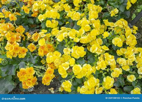 The Varieties Of Potted Yellow Colored Begonia Flowers In Garden Stock Image Image Of Growth