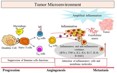 Cancer Immunotherapies Encyclopedia Mdpi