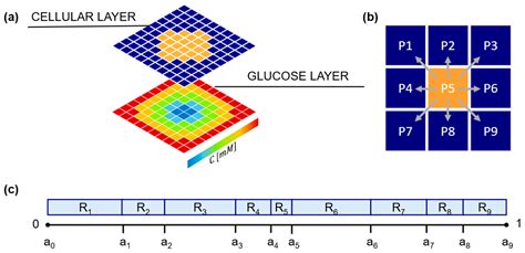 Hybrid Cellular Automata Modeling Reveals The Effects Of Glucose Gradients On Tumour Spheroid Growth