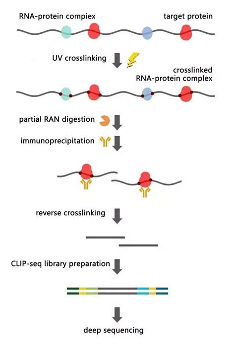 Lncrna研究中的靠谱实验方法归纳！ 知乎