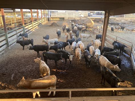 1 Load 1 Blackcharx Heifers Capitol Land And Livestock