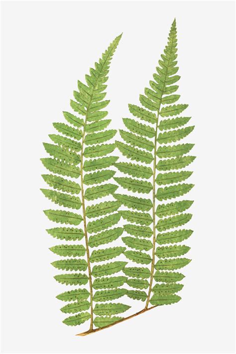 Alsophila Radens蕨类植物叶载体素材 高清图片 摄影照片 寻图免费打包下载