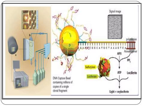 Comparison Of Three High Throughput Sequencing Techniques Ppt