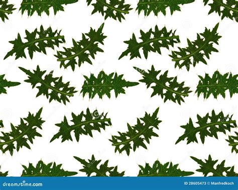 Thistle Leaf Illustration Drawing Engraving Ink Line Art Vector