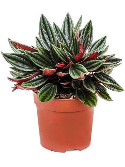 Пеперомия Каперата Россо H20 D11 см (4PEROBP09) - купить за 1 346 ₽ в ...