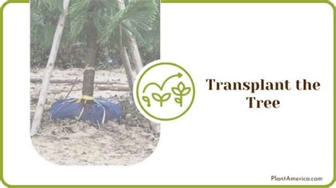 How To Stop Neighbors Tree Roots Before They Destroy Your Property Plant America