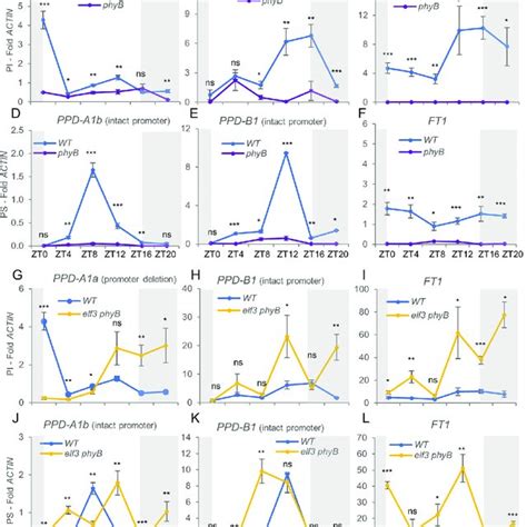 Transcript Levels Of Ppd1 And Ft1 In Phyb And Phyb Elf3 Mutants