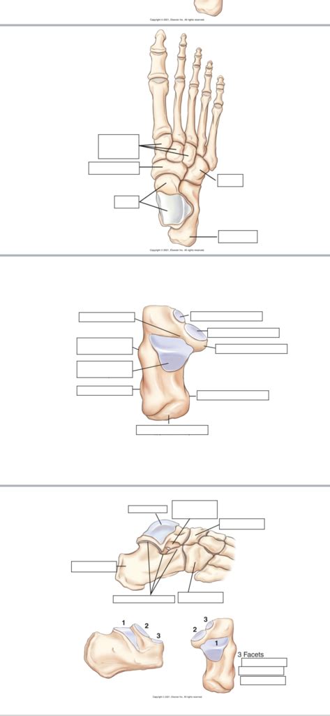 Lower Limb 2 Diagram Quizlet