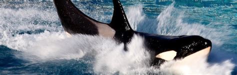 Killer Whales In Captivity
