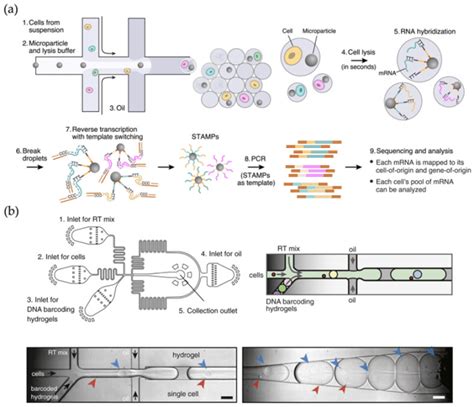 单细胞rna测序技术 顶旭微控