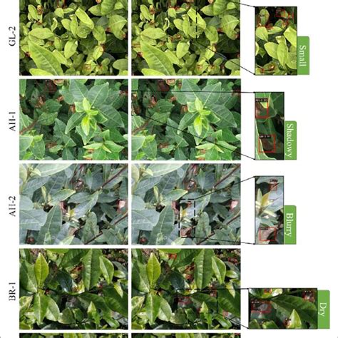 Some Difficult Scenarios In Tea Plant Stress Detection Download Scientific Diagram