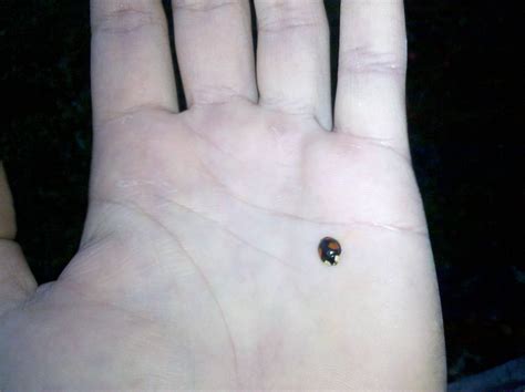 Found A Reverse Ladybug R Pics