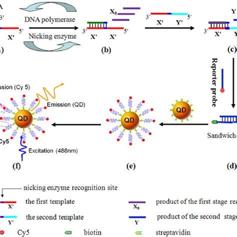 Schematic Representation Of The Designed Nanosensors For Detection Of