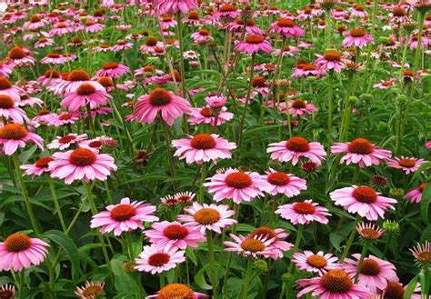 四季野花组合花种波斯菊种子格桑花籽百日草矮生宿根金鸡菊孔雀草 阿里巴巴