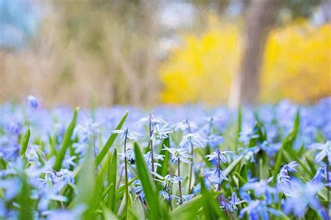 Травянистые растения Окружающий мир 1 2 класс — Природа Мира