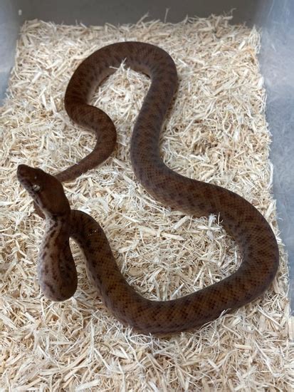 Anthill Python Pygmy Python By Exotics By Nature Co