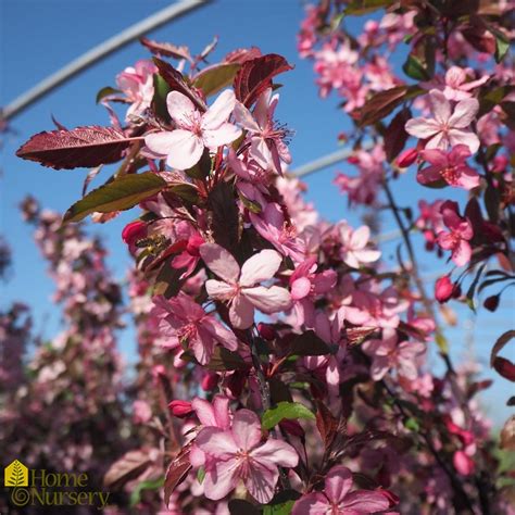 Malus X Ruby Dayze® Crabapple From Home Nursery