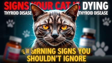Signs Your Cat Is Dying Of Thyroid Disease Full Guide