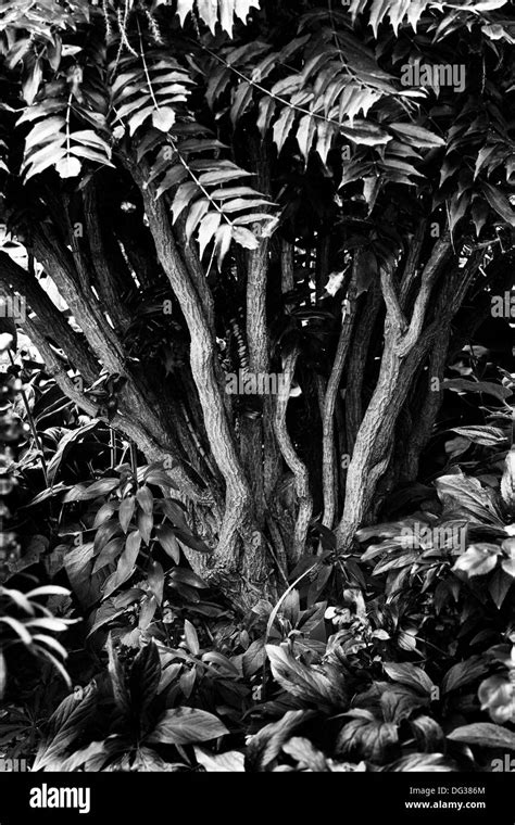 Twisted Tree Black And White Hi Res Stock Photography And Images Alamy